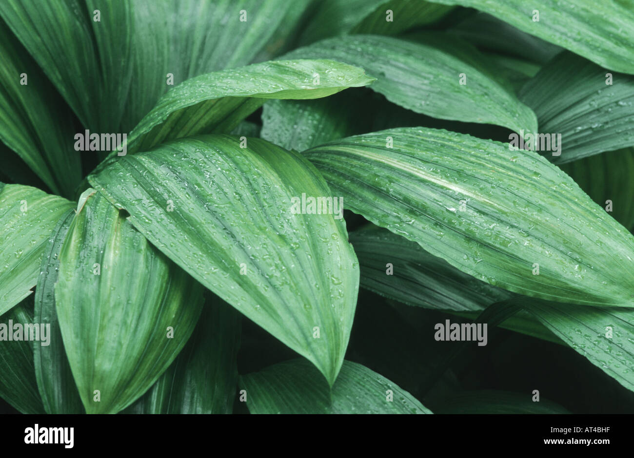 Peliosanthes (Peliosanthes teta, Peliosanthes campanulata, Lourya ...