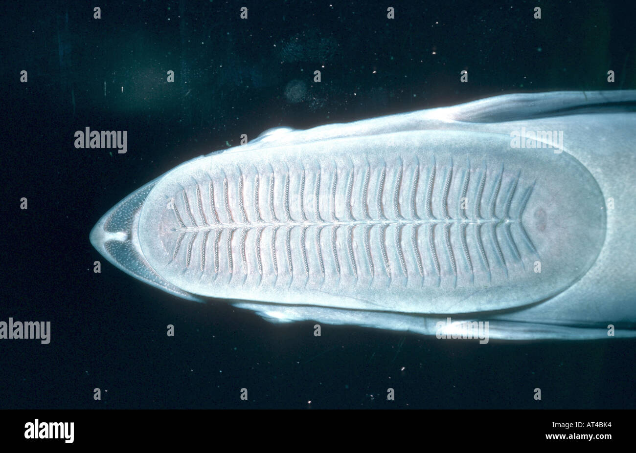 Remora structure hi-res stock photography and images - Alamy