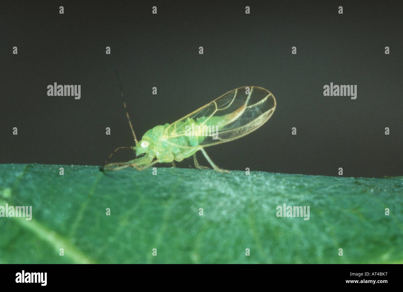 Psylla hi-res stock photography and images - Alamy