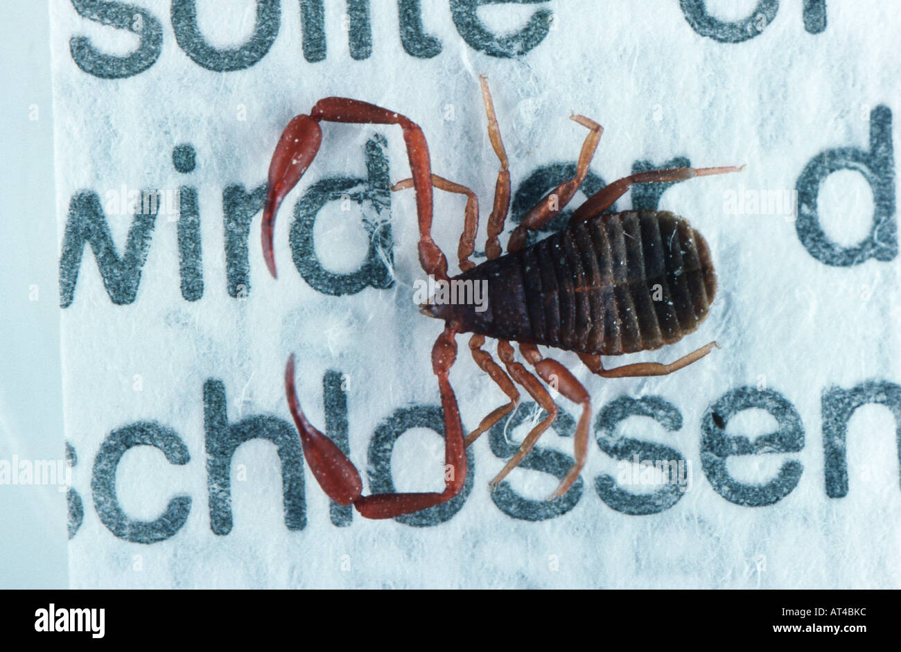 house pseudoscorpion (Chelifer cancroides), female on book Stock Photo ...