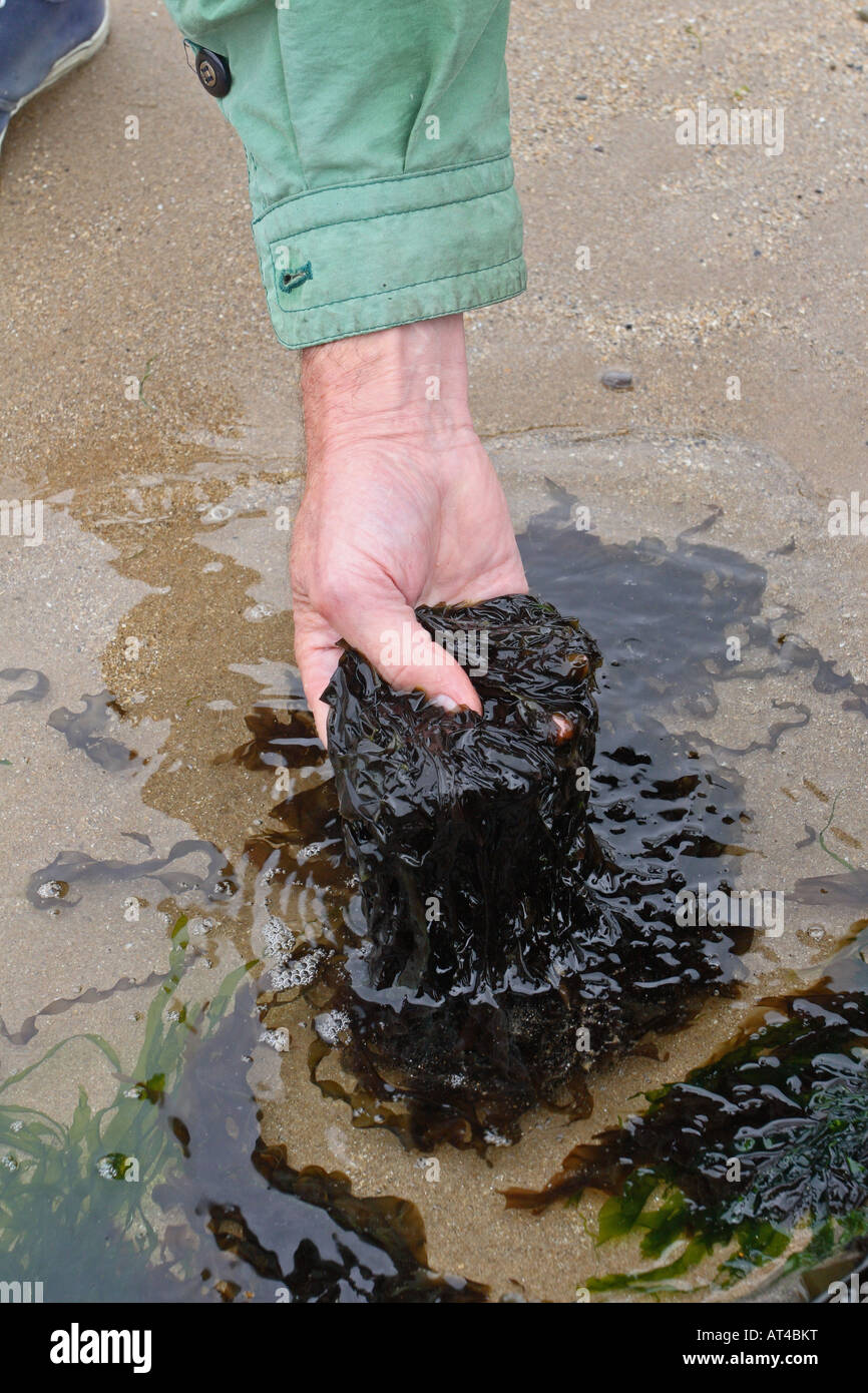 HARVESTING LAVERBREAD SEAWEED IN SWANSEA BAY RINSING TO REMOVE SAND ...