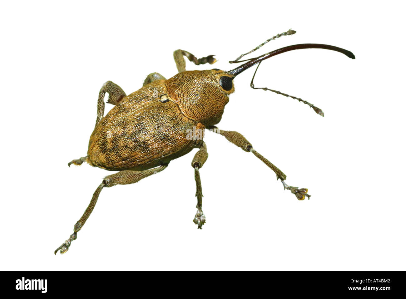 acorn weevil (Curculio glandium Stock Photo - Alamy