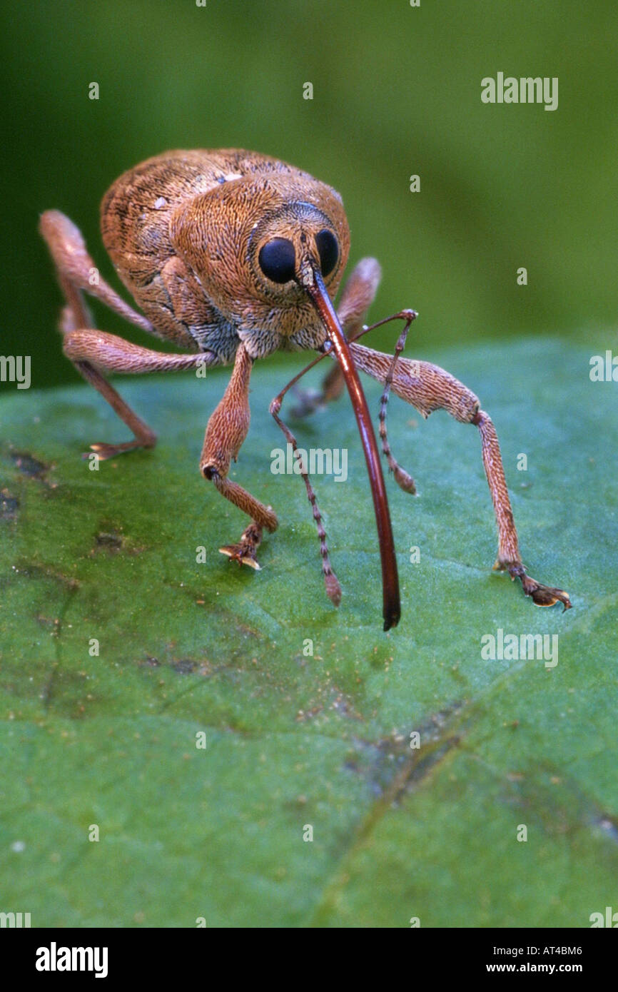 acorn weevil (Curculio glandium), portrait Stock Photo - Alamy