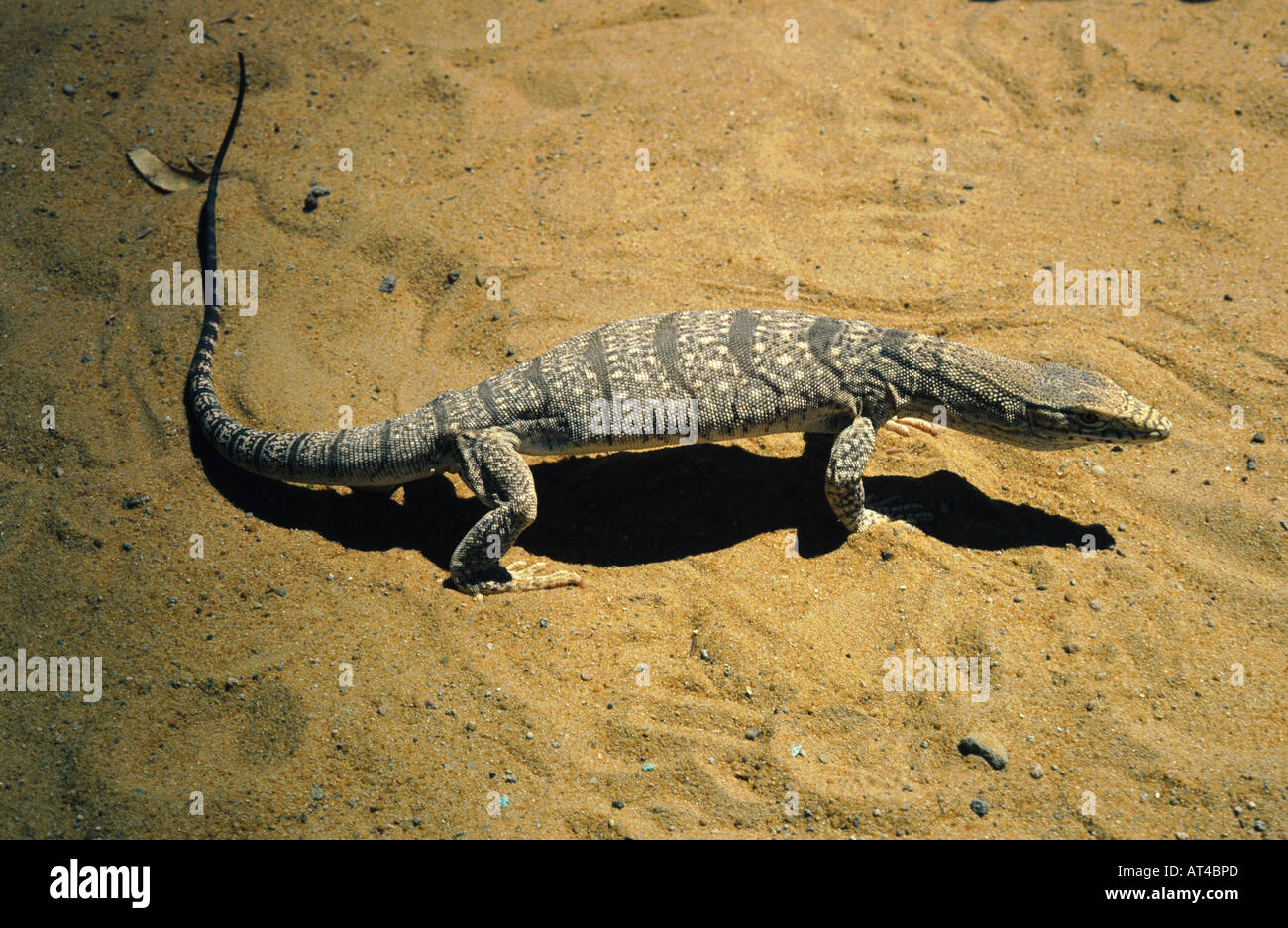 Desert monitor agra monitor varanus hi-res stock photography and images ...