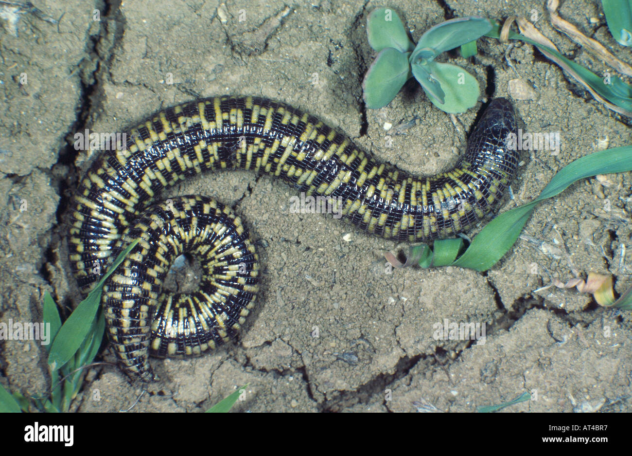 lateral fold lizard, anguid (Trogonophis wiegmanni Stock Photo - Alamy