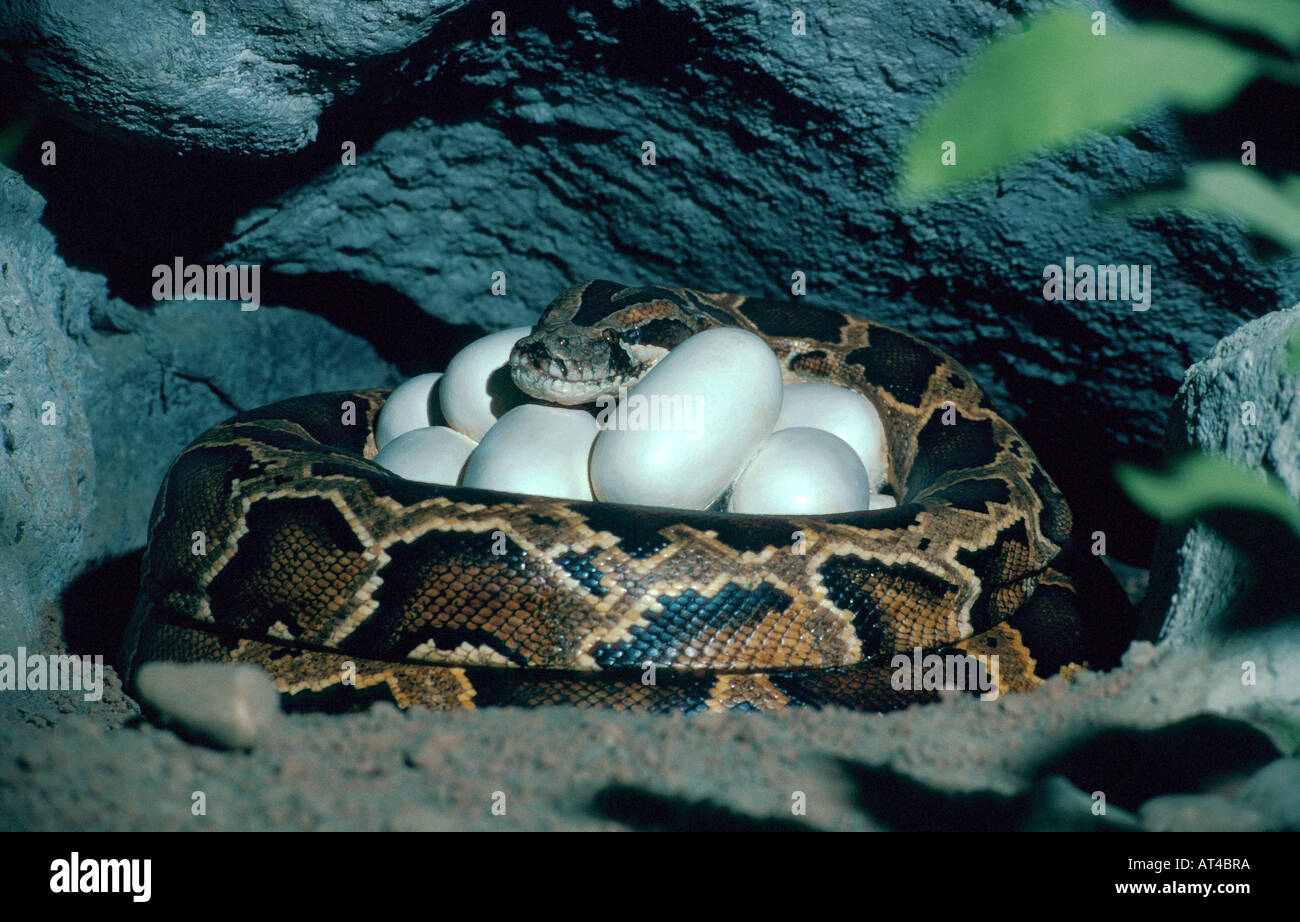 python (Python spec.), guarding the clutch Stock Photo - Alamy