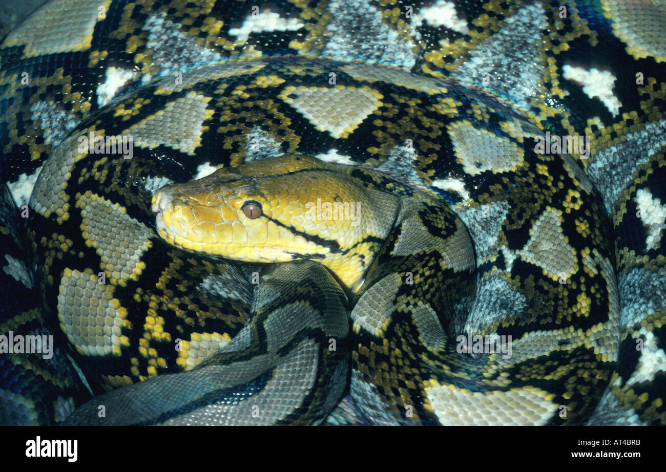 python (Python spec Stock Photo - Alamy