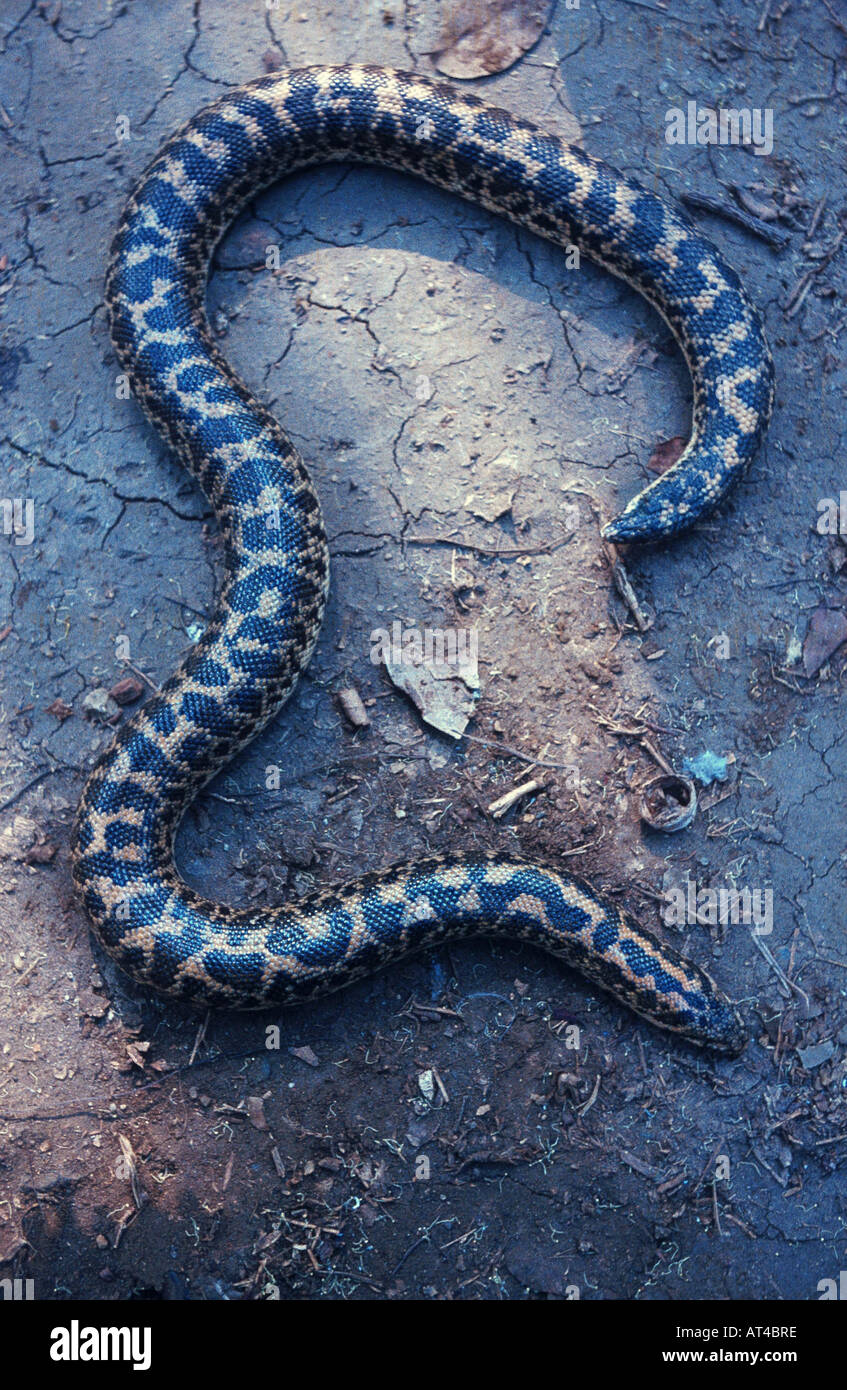 Jaculus not snake hi-res stock photography and images - Alamy