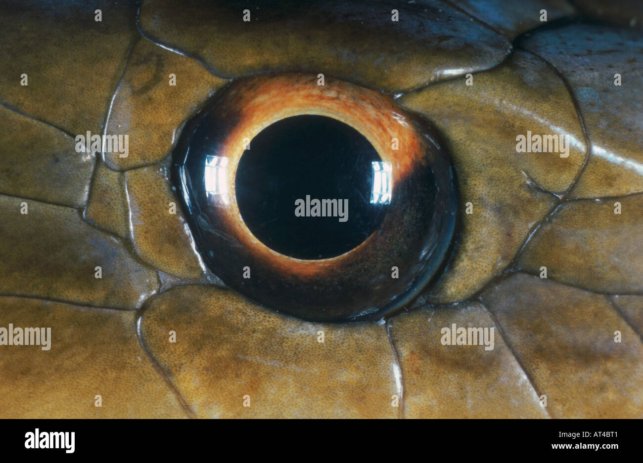 striped sand snake (Psammophis sibilans), eye Stock Photo - Alamy