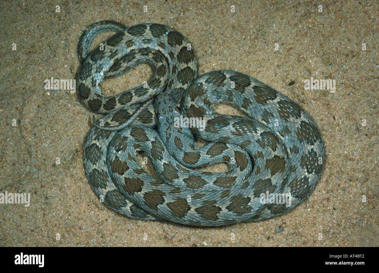 coin snake (Coluber nummifer Stock Photo - Alamy