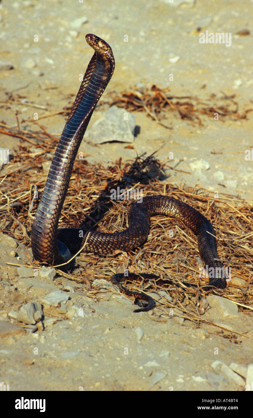 Egyptian cobra (Naja haje), threatening posture Stock Photo - Alamy