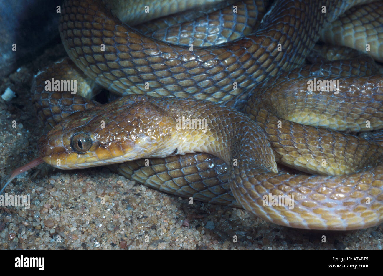 Dhara hi-res stock photography and images - Alamy