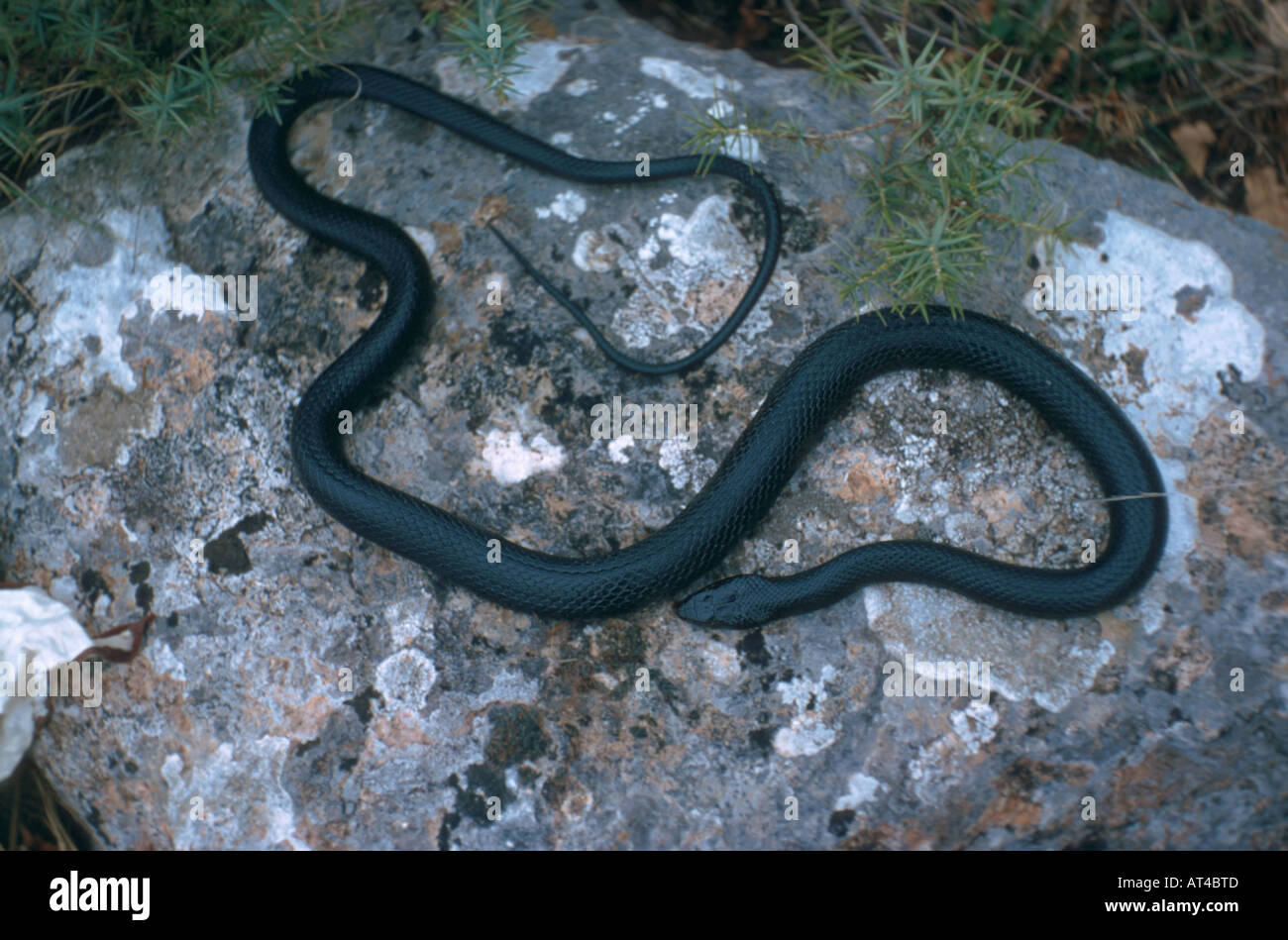 Western whip snakes hi-res stock photography and images - Alamy