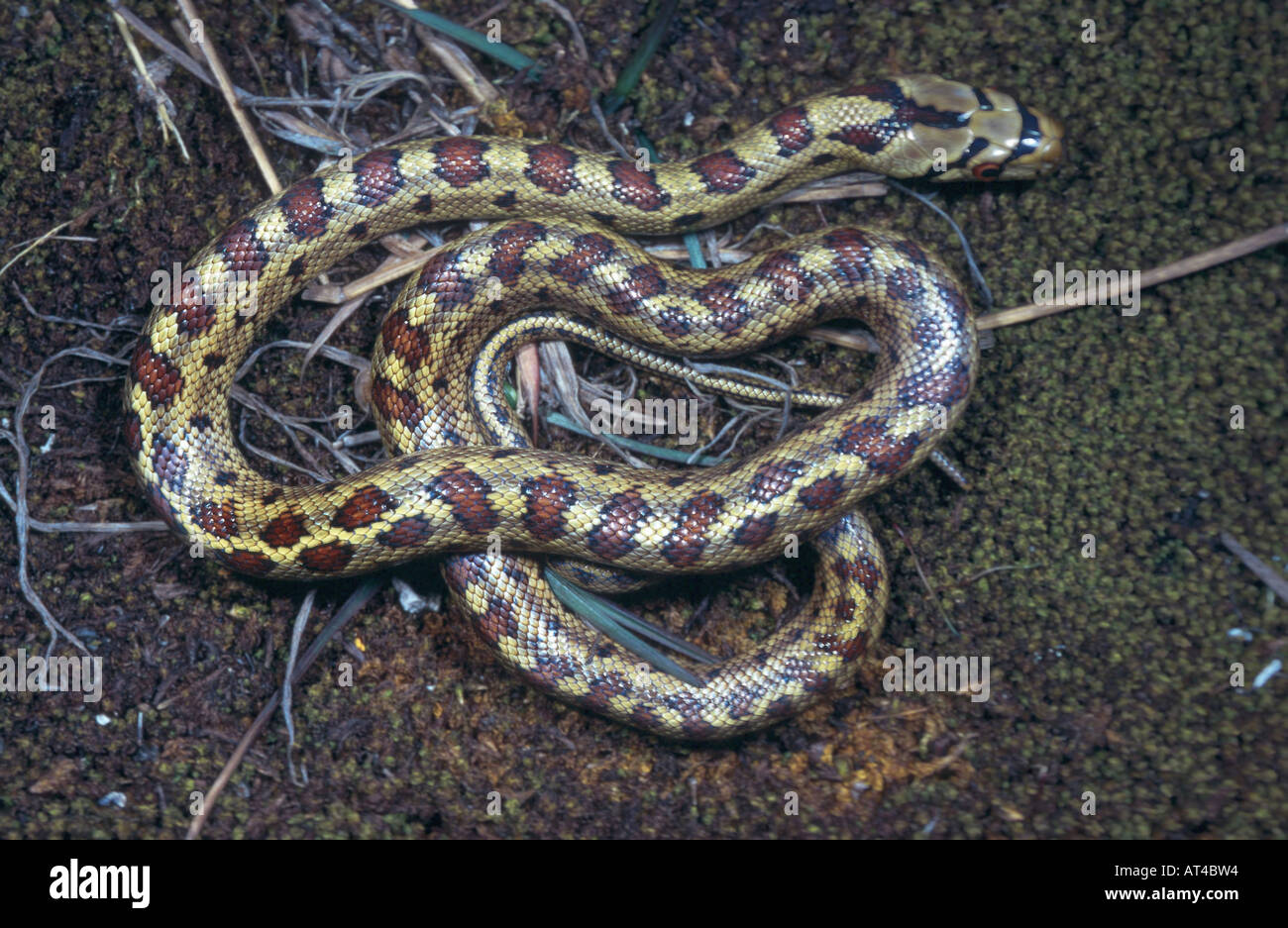 leopard snake (Elaphe situla Stock Photo - Alamy