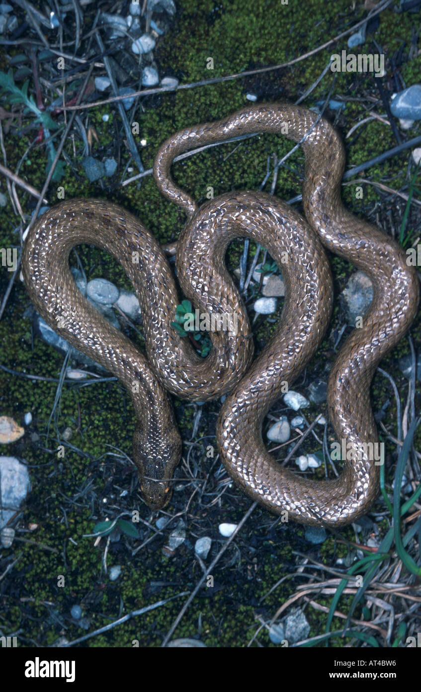 hooded snake, false smooth snake (Macroprotodon cucullatus Stock Photo ...