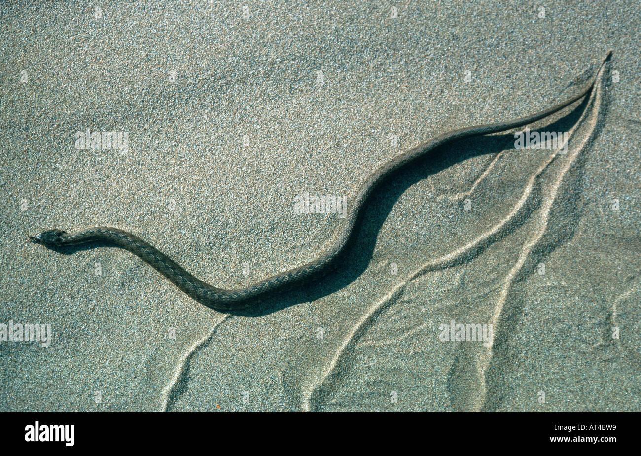 Southern snakes hi-res stock photography and images - Alamy