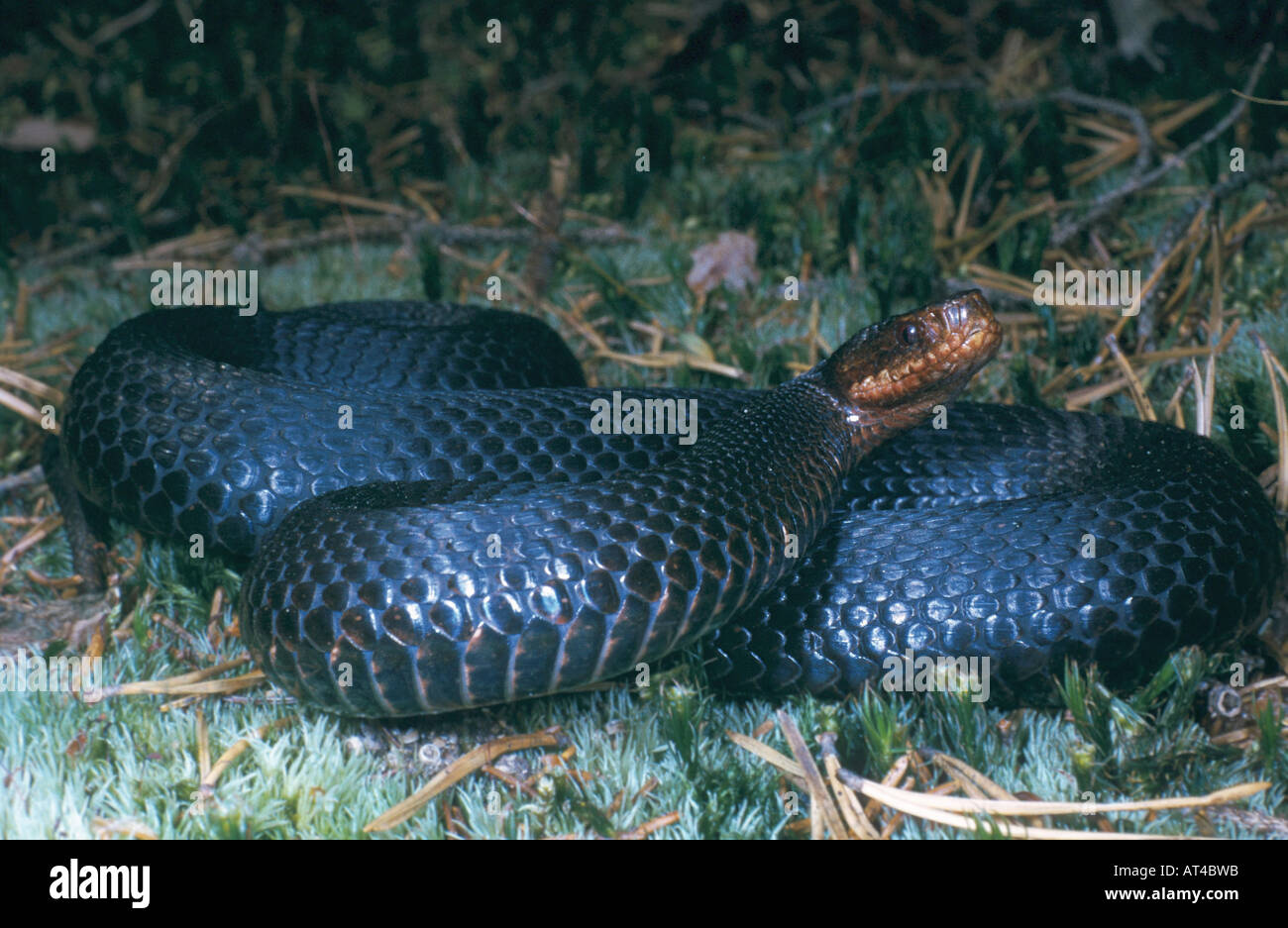 adder, common viper, common European viper, common viper (Vipera berus ...