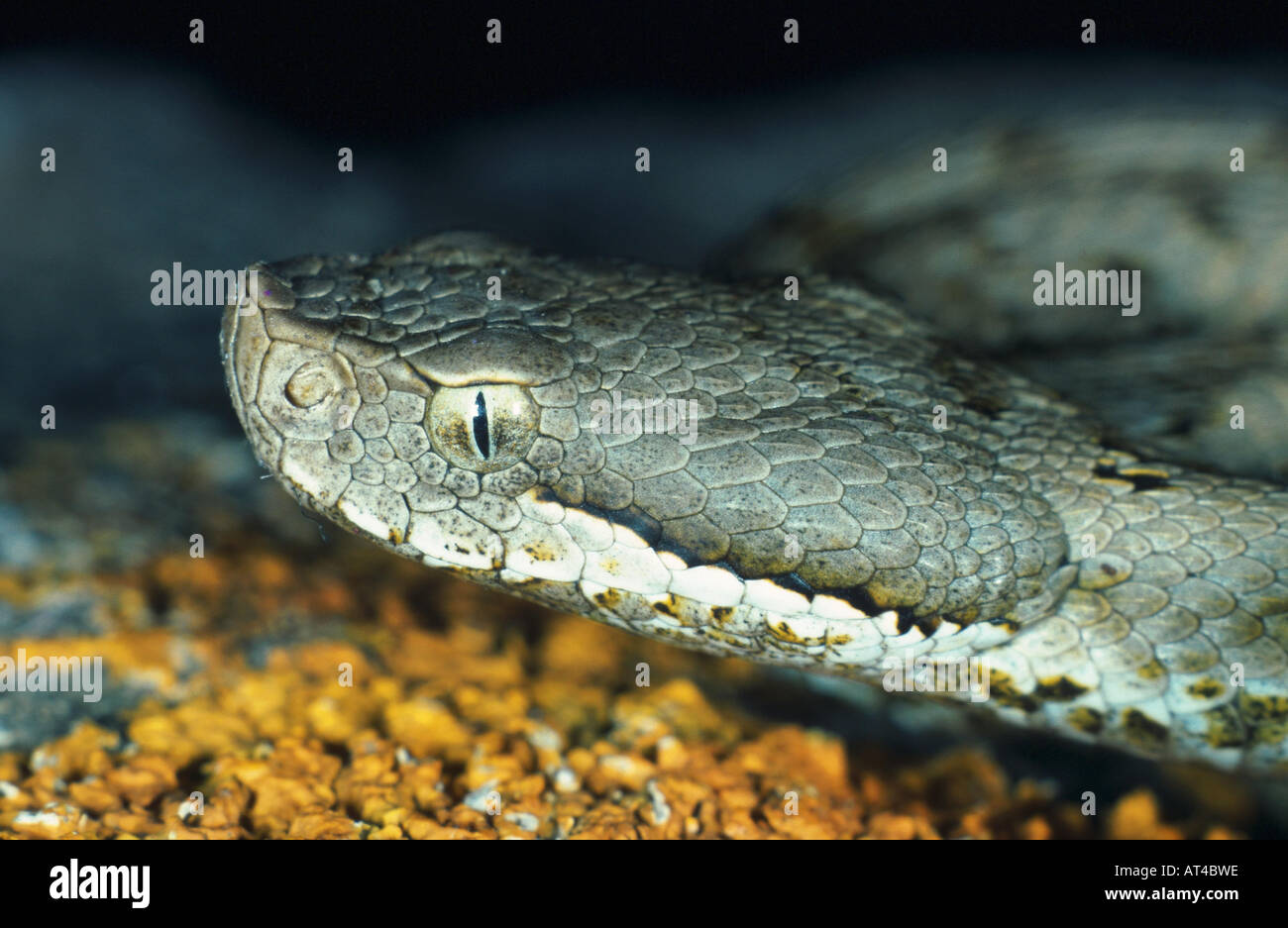 Snakes aspic hi-res stock photography and images - Alamy