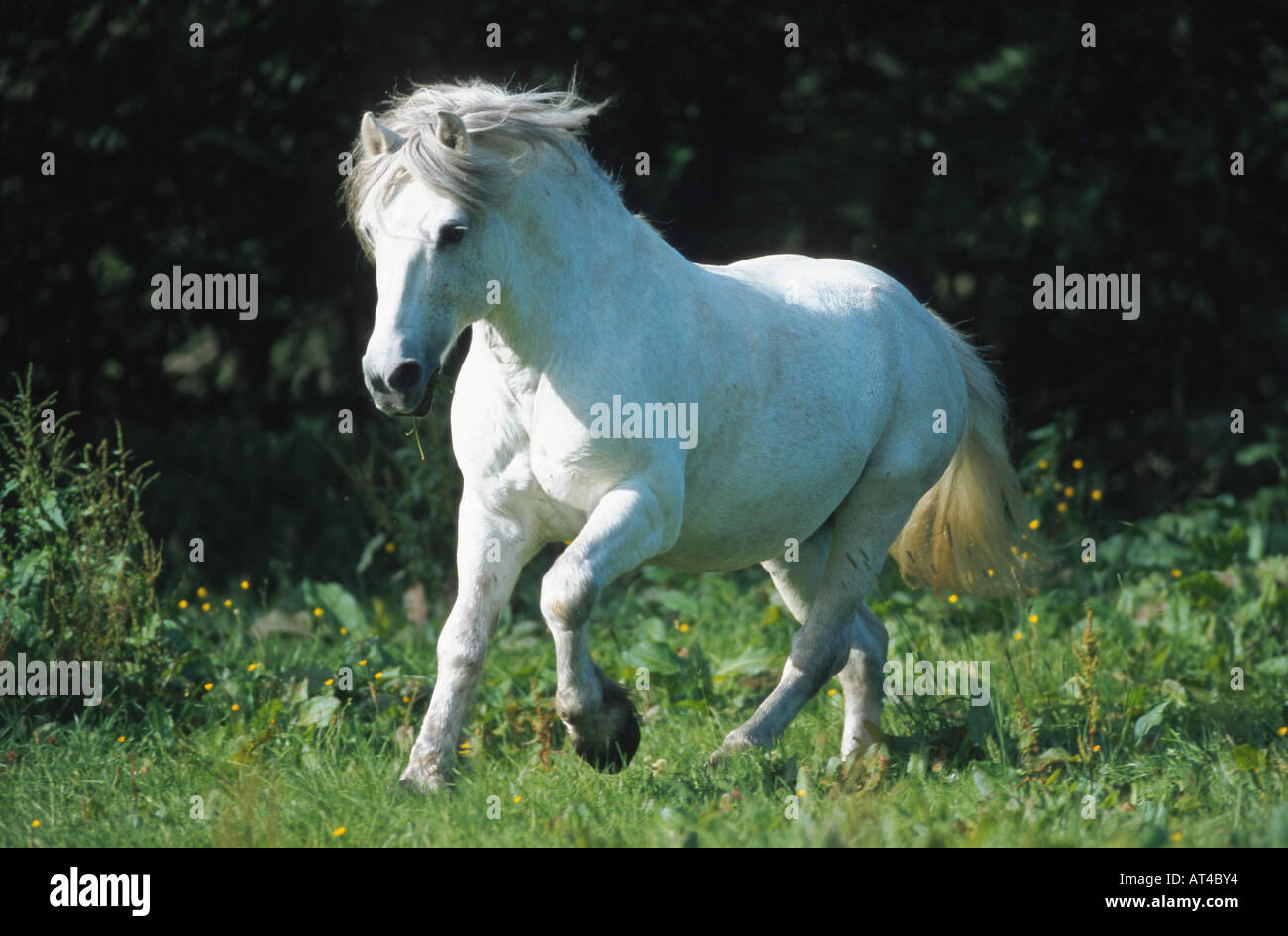 Highland pony running hi-res stock photography and images - Alamy