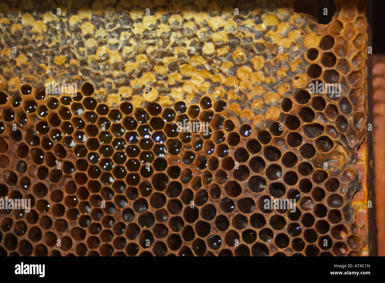 Honey Bees, Apis mellifera. Honey production Stock Photo - Alamy
