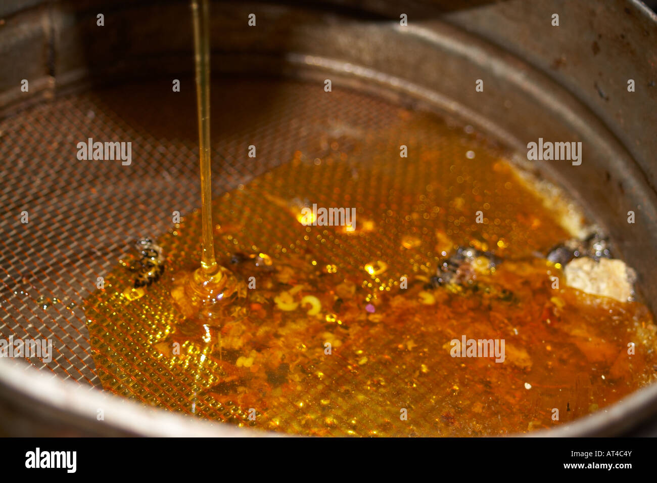 Honey Bees, Apis mellifera. Honey production Stock Photo - Alamy
