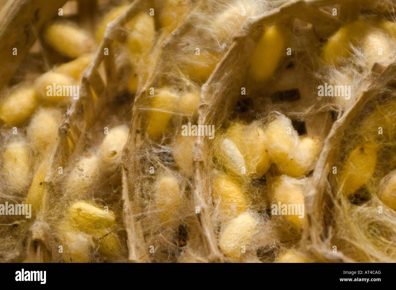 Silkworms and cocoons hi-res stock photography and images - Alamy