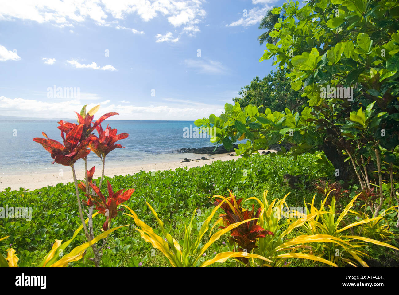 Flower in samoa hi-res stock photography and images - Alamy