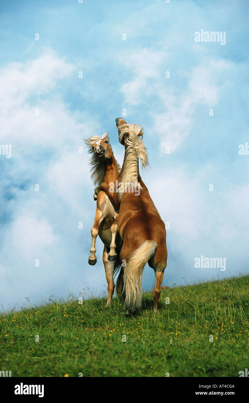 Haflinger competition hi-res stock photography and images - Alamy