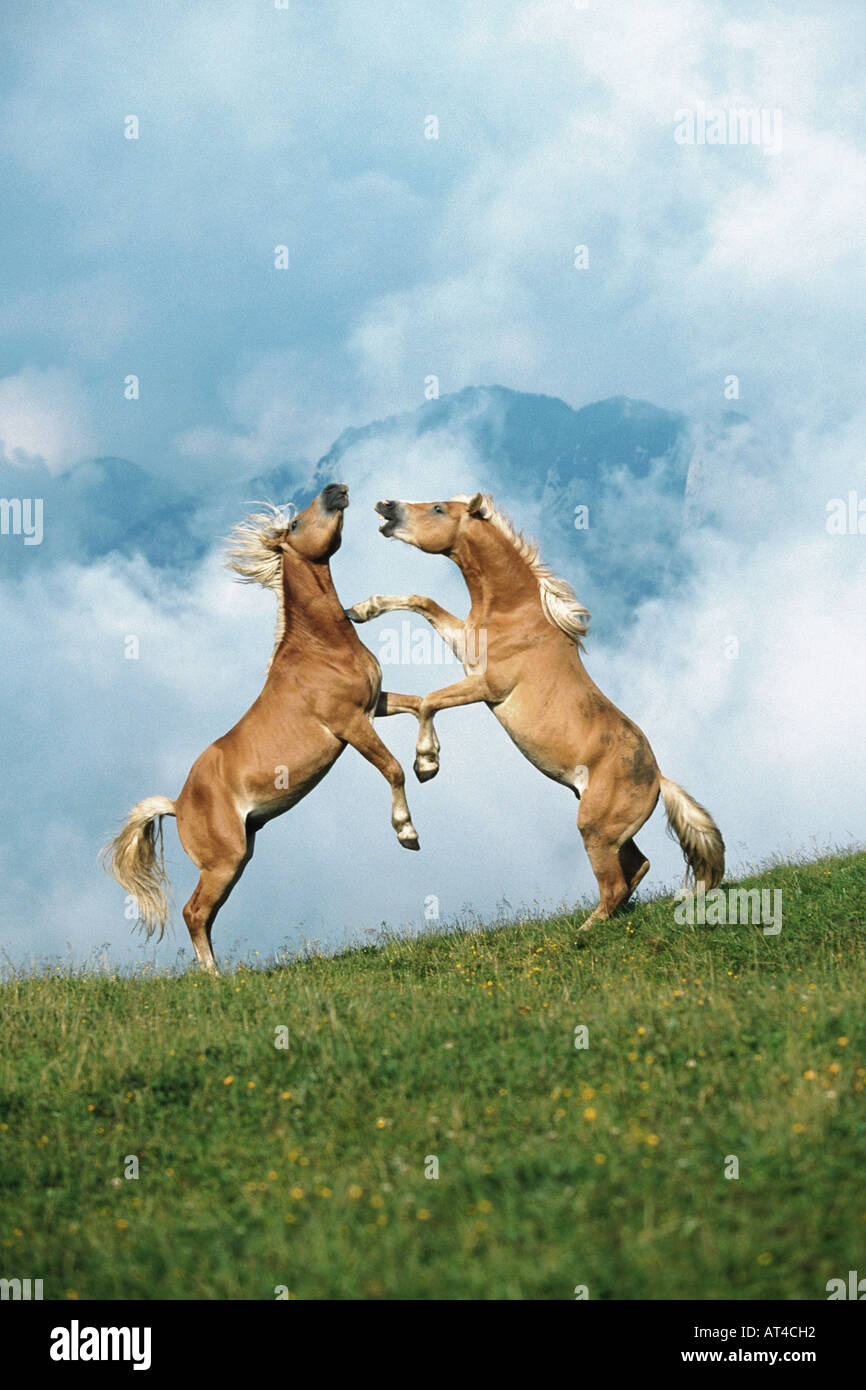 Haflinger horse (Equus przewalskii f. caballus), fighting stallions ...