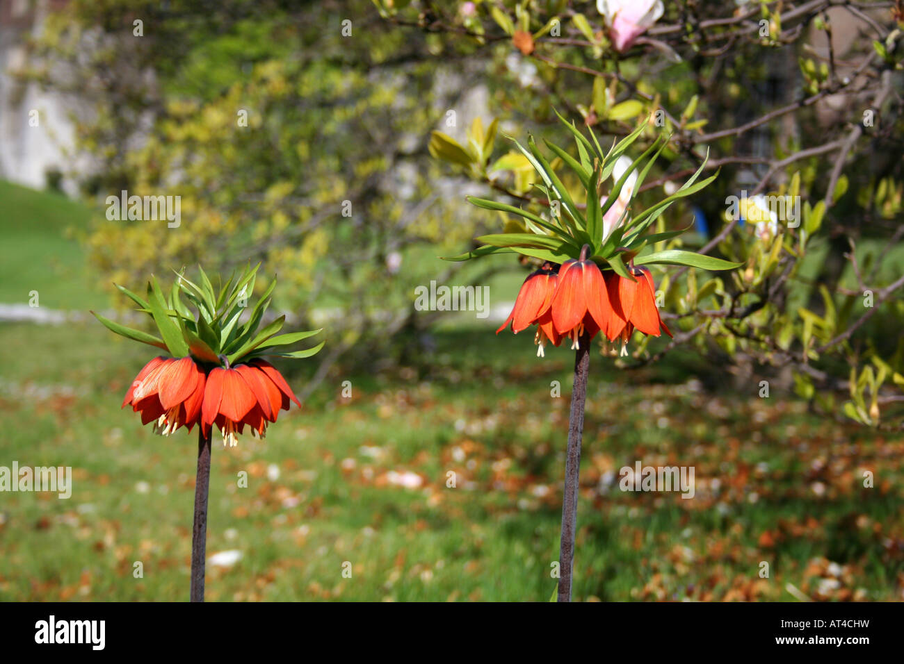 Lilium regale Spring flower blooming in the garden Stock Photo - Alamy