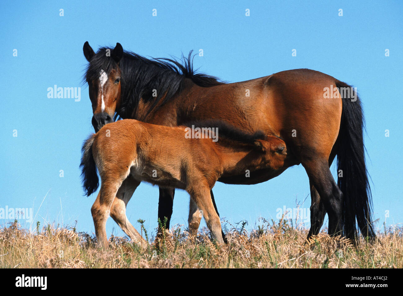 Garrano horse portugal hi-res stock photography and images - Alamy