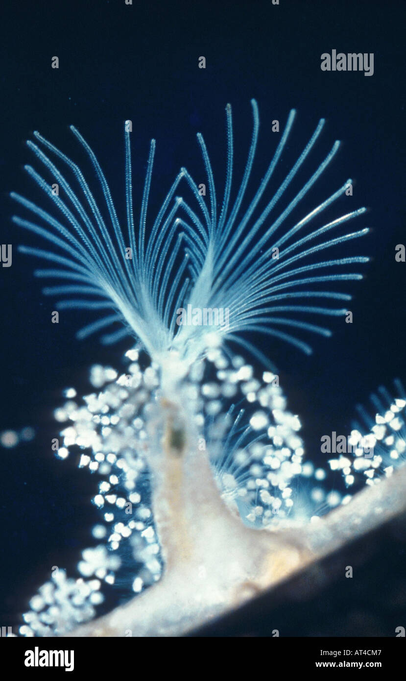 Plumatella hi-res stock photography and images - Alamy