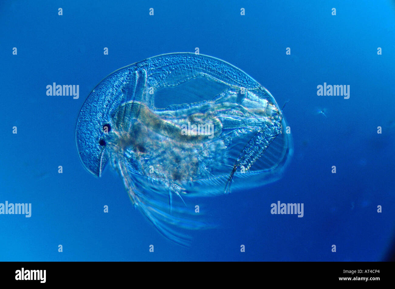 water flea (Acroperus harpae Stock Photo - Alamy
