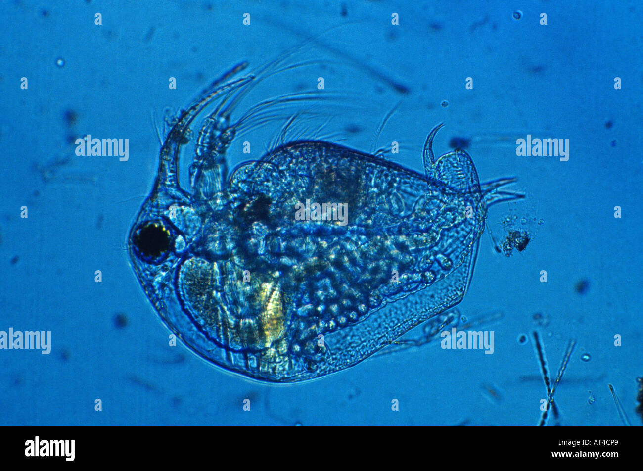 Bosmina longirostris hi-res stock photography and images - Alamy