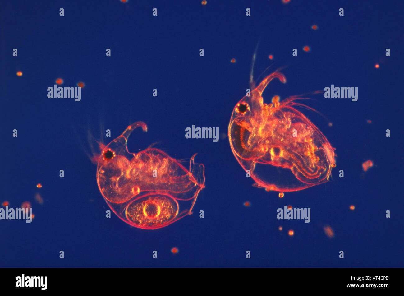 Bosmina longirostris hi-res stock photography and images - Alamy