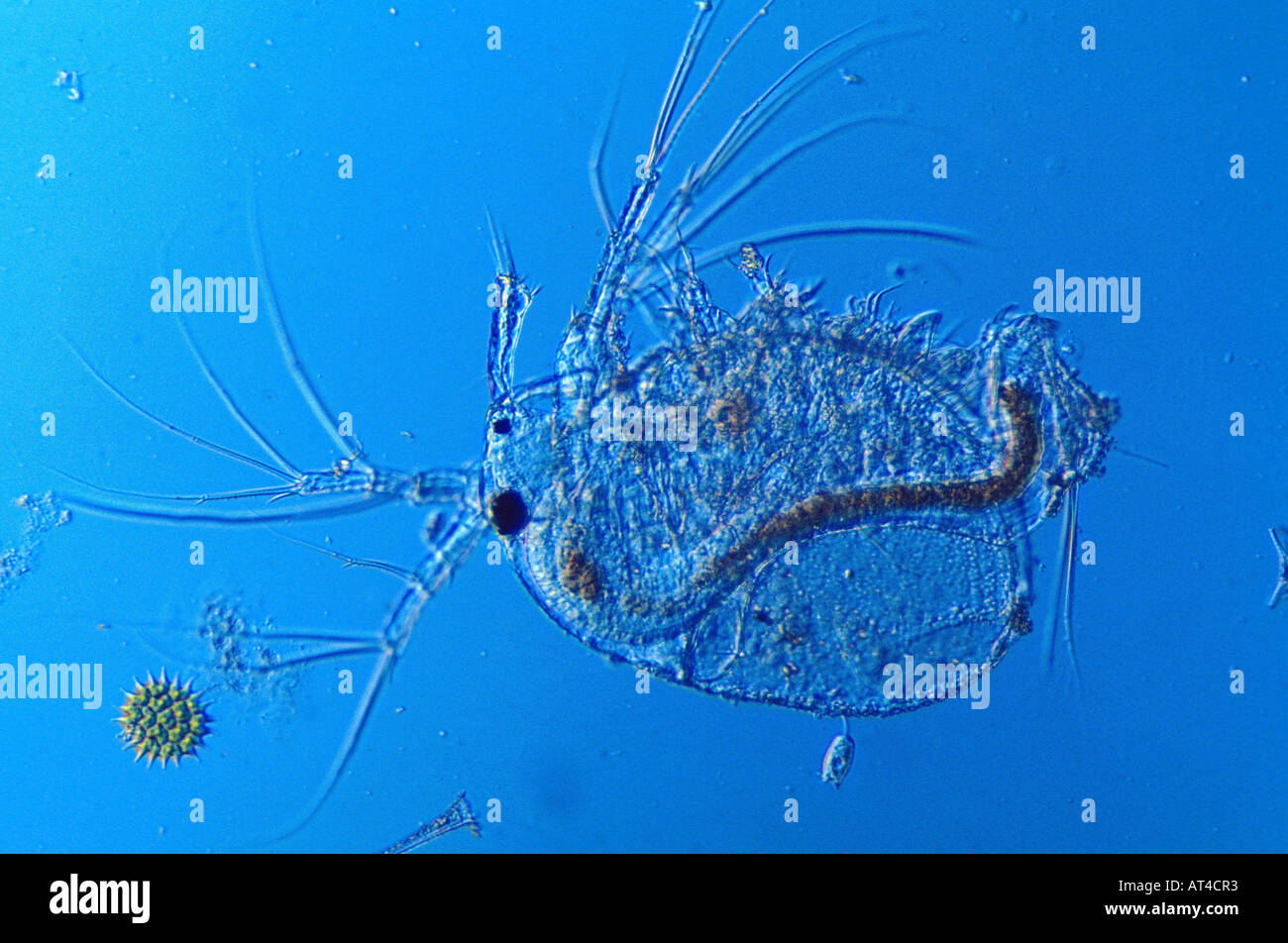 water flea (Macrothrix laticornis Stock Photo - Alamy