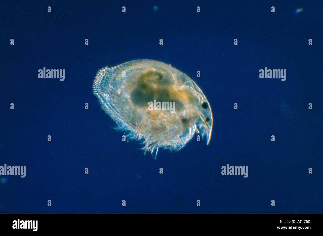 Paracantha hi-res stock photography and images - Alamy