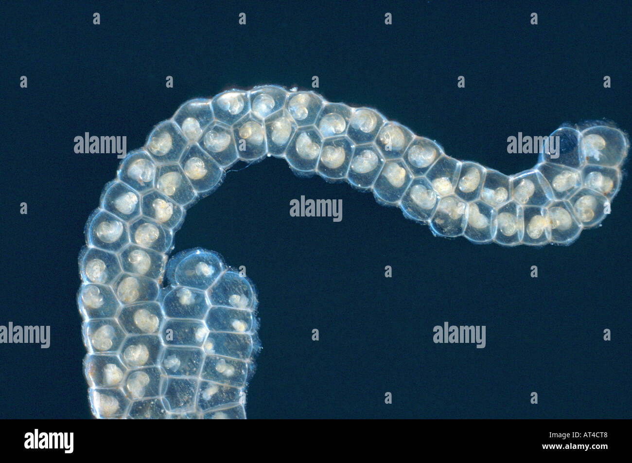 great pondsnail, swamp lymnaea (Lymnaea stagnalis), snail-spawn Stock ...