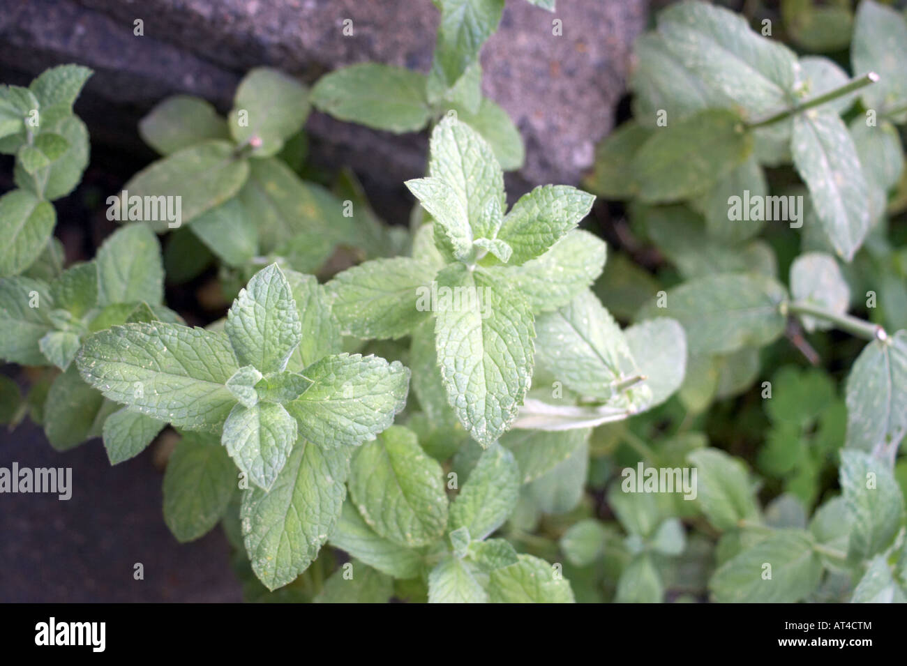 Melisse hi-res stock photography and images - Alamy