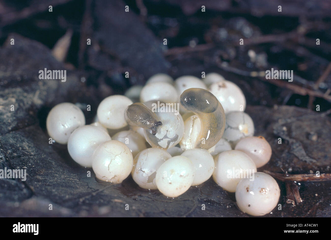 large red slug, greater red slug, chocolate arion (Arion rufus), young ...