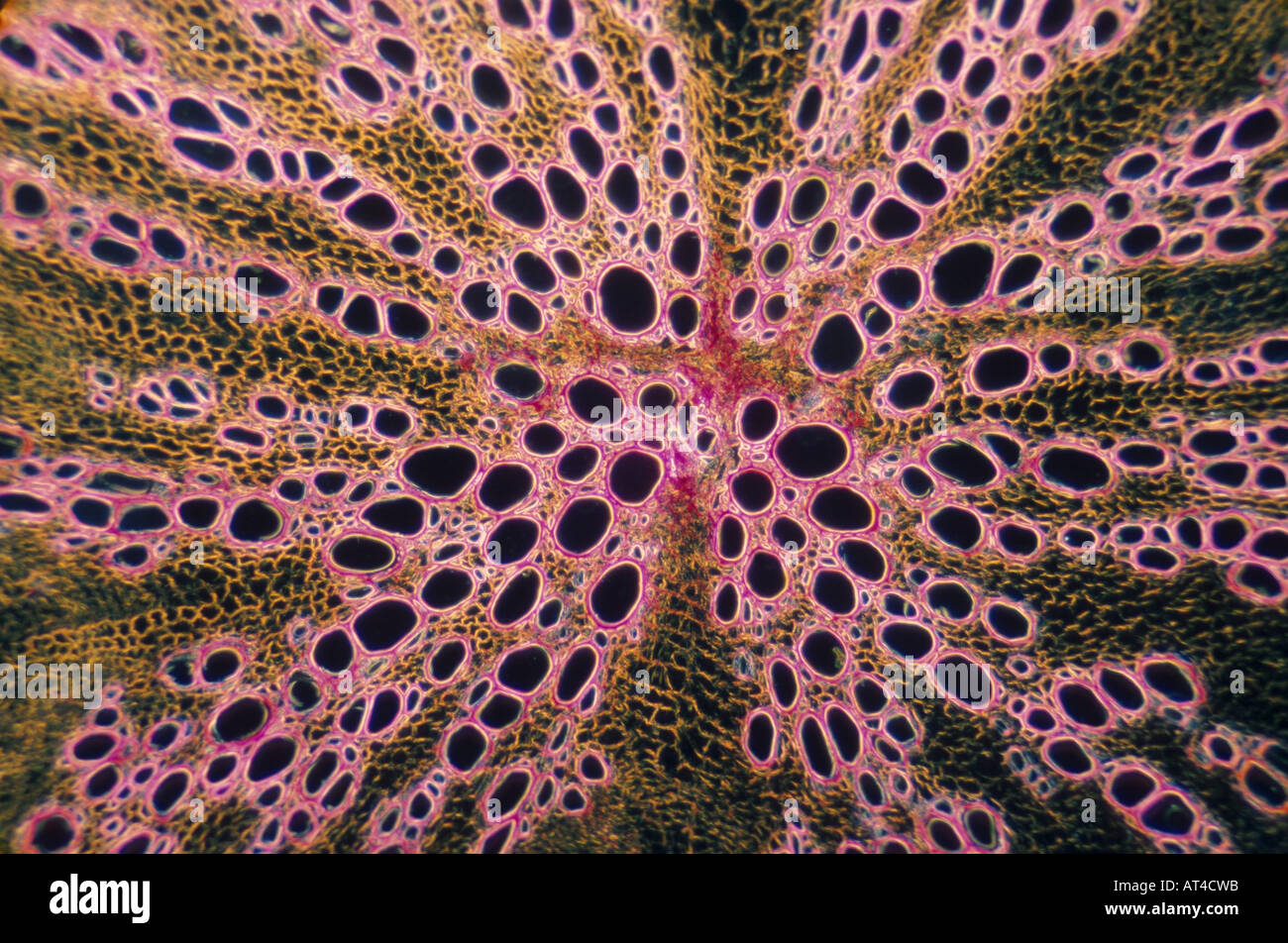 cross section trough a plant stem Stock Photo - Alamy