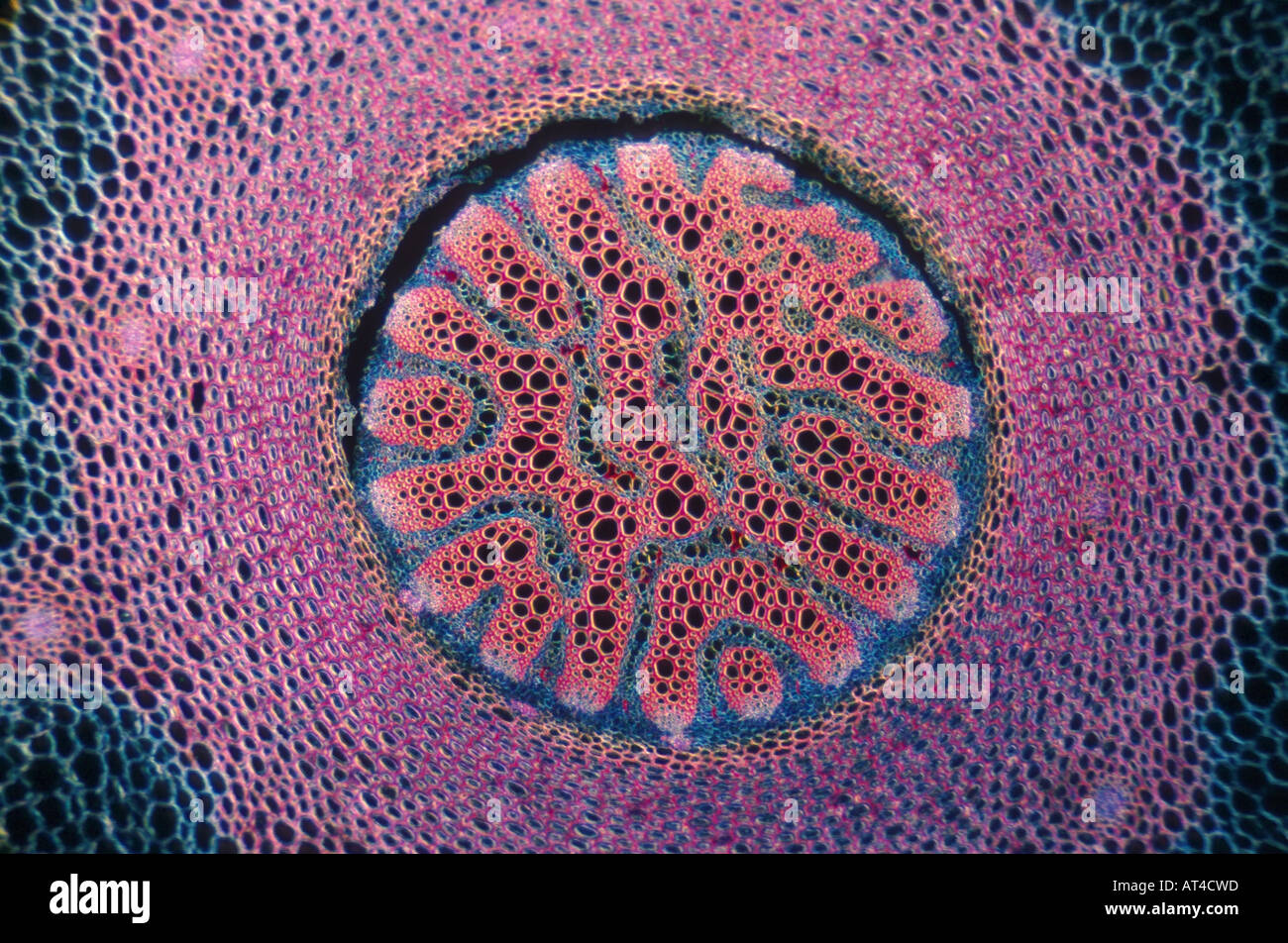 cross section trough a plant stem Stock Photo - Alamy