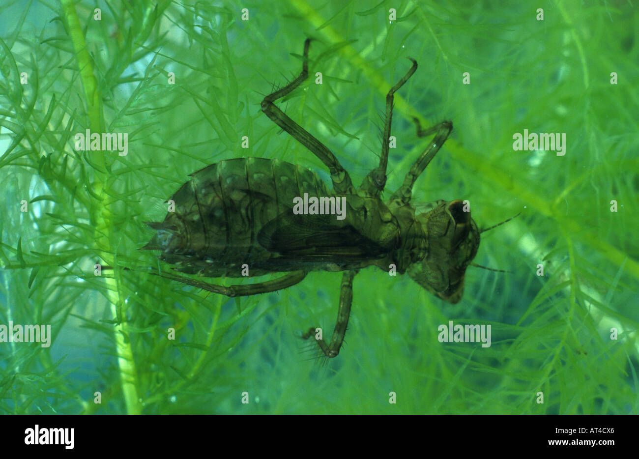 White faced darters hi-res stock photography and images - Alamy
