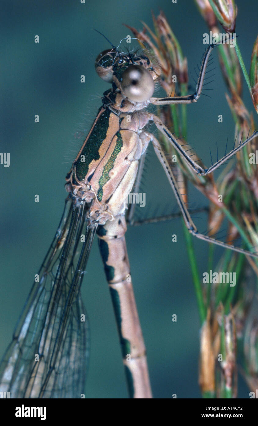 Siberian winter damselfly (Sympecma annulata, Sympecma paedisca Stock ...