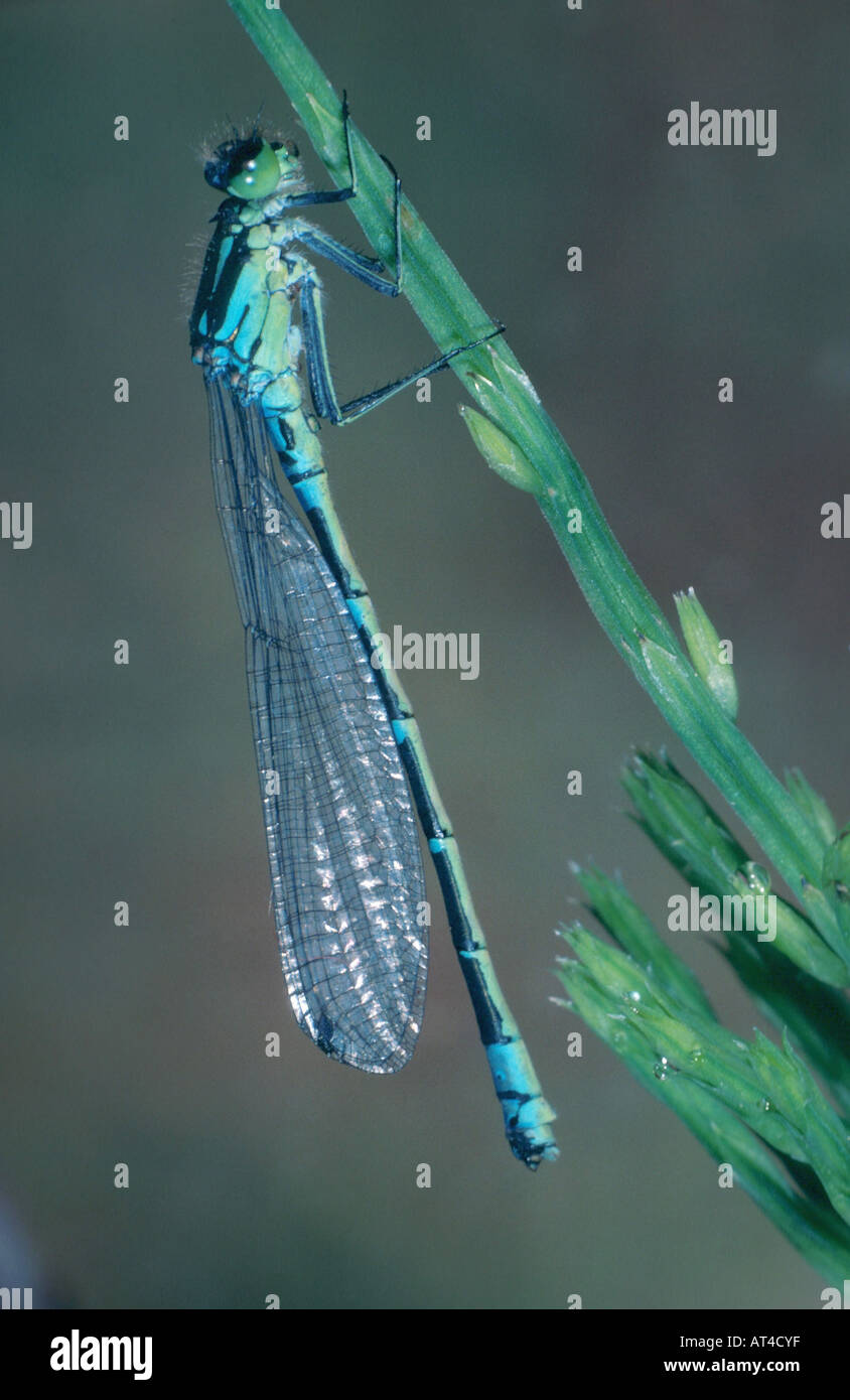 Variable damselflies hi-res stock photography and images - Alamy