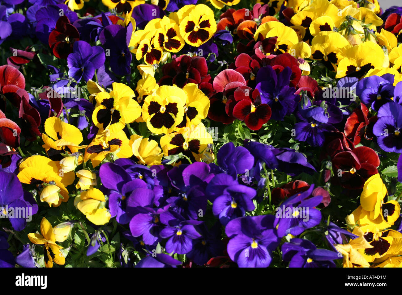 Viola flowers hi-res stock photography and images - Alamy
