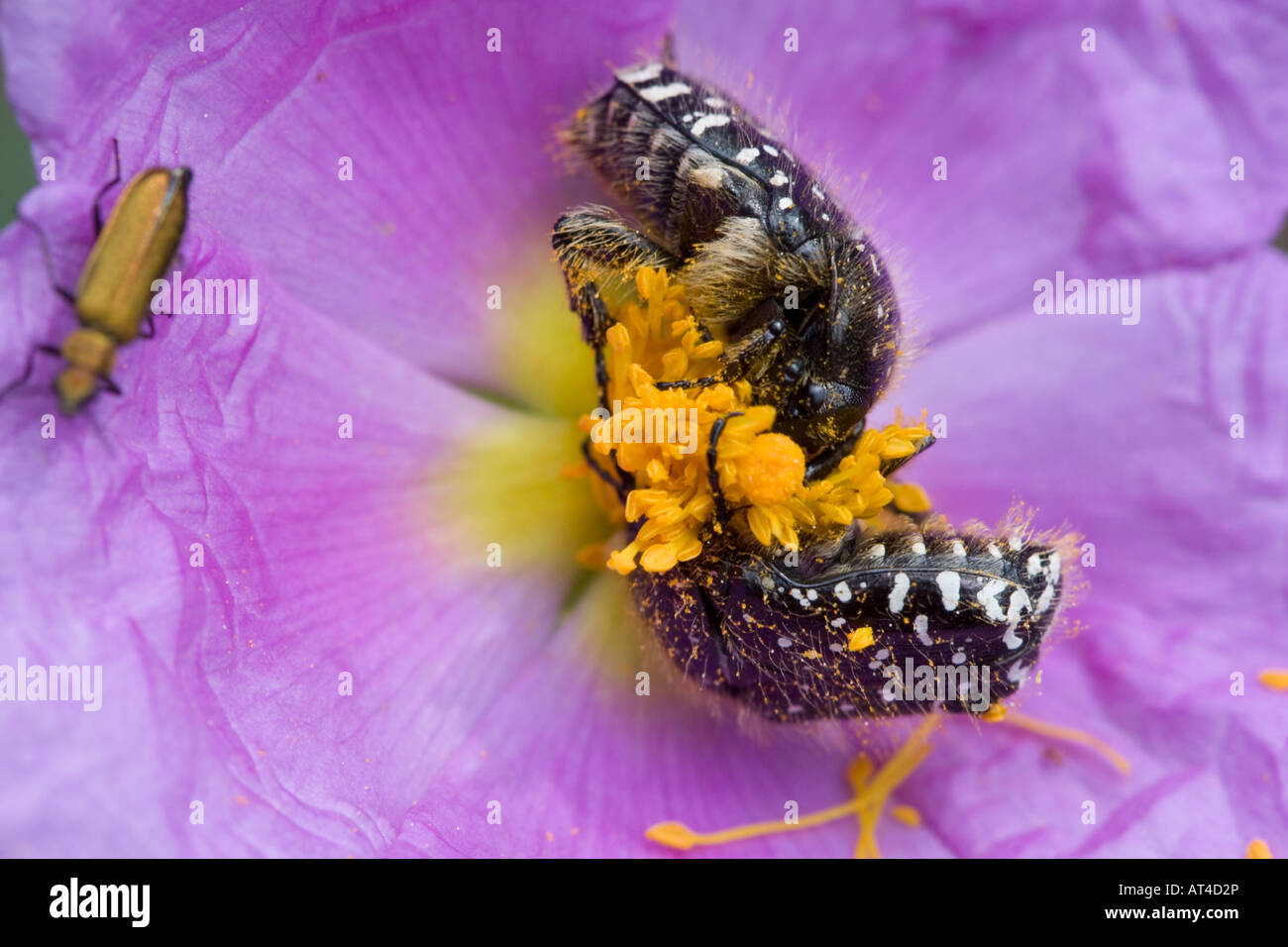 A couple of insects Stock Photo - Alamy