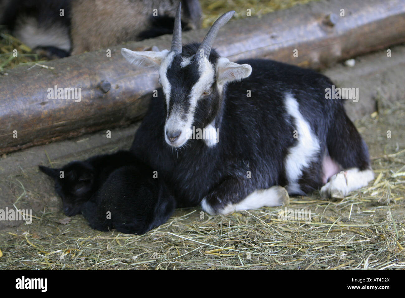 Goat lie hi-res stock photography and images - Alamy