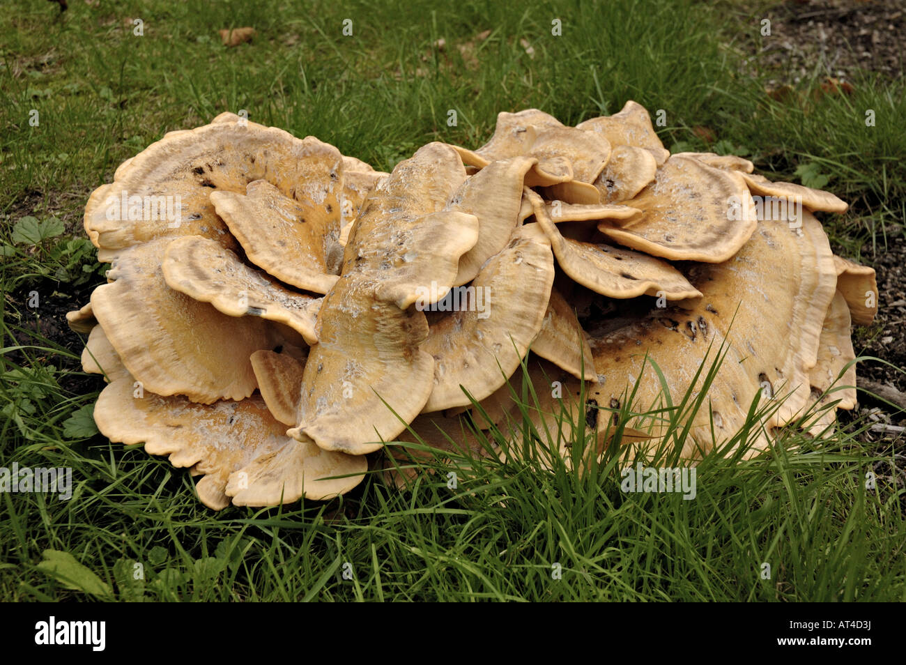 Hen of the woods Fungus (Grifola frondosa) growing in park in ...