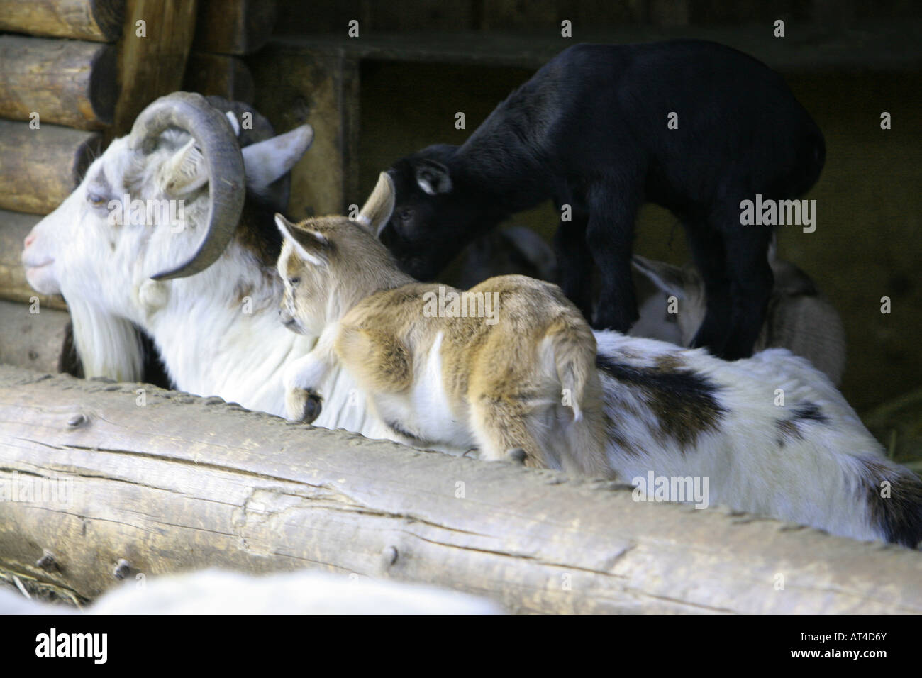 Little goats jumping and playing Stock Photo - Alamy